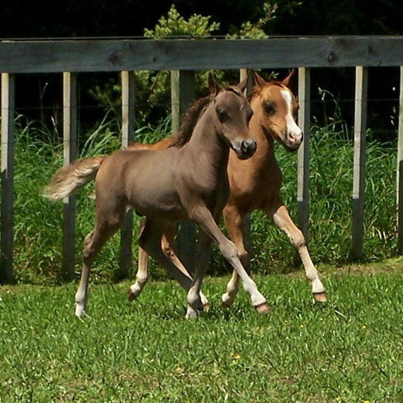 Miniature Horse — BreyerHorses.com