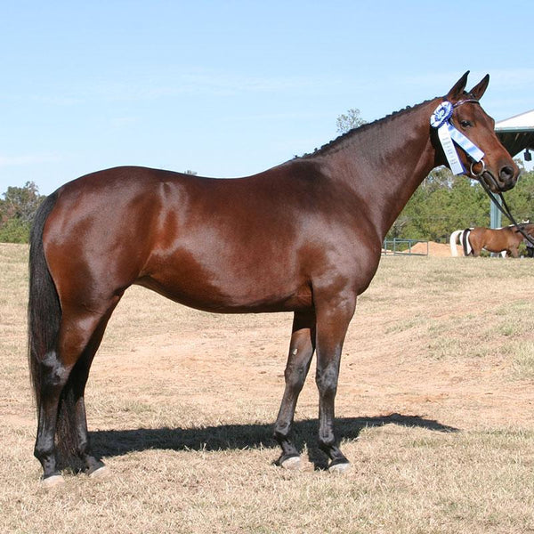 Trakehner Brand