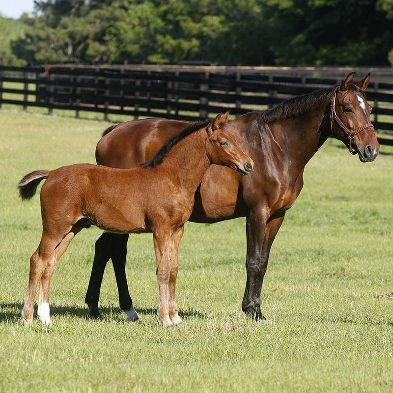 GG Valentine & Heartbreaker — BreyerHorses.com