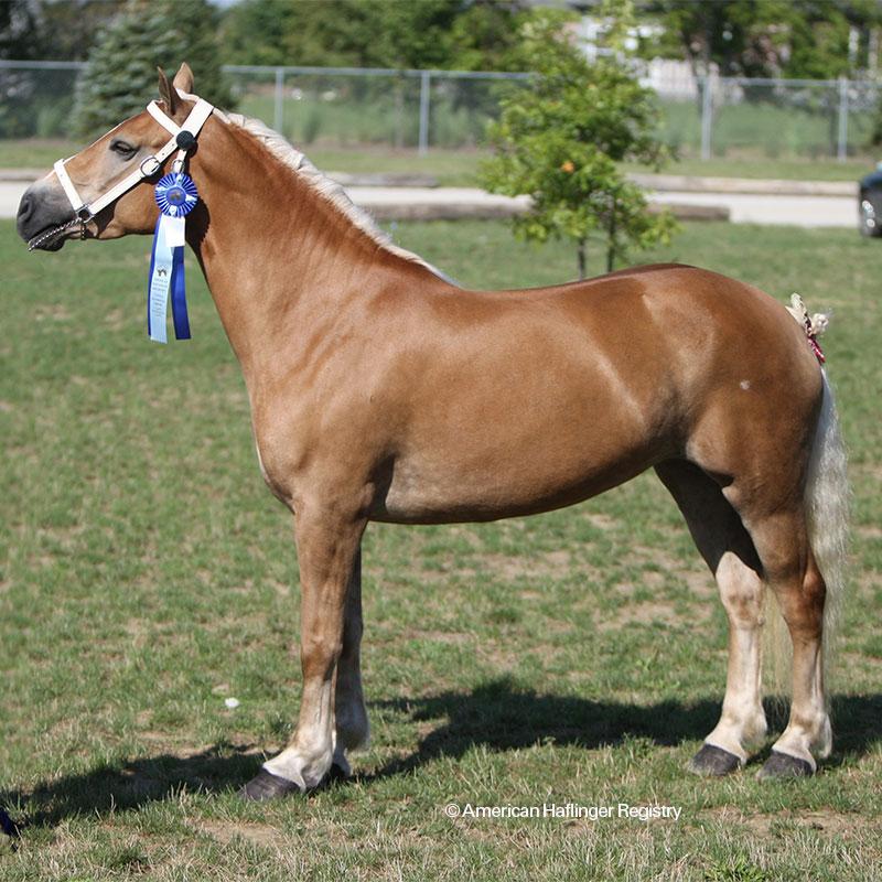 Halflinger — BreyerHorses.com