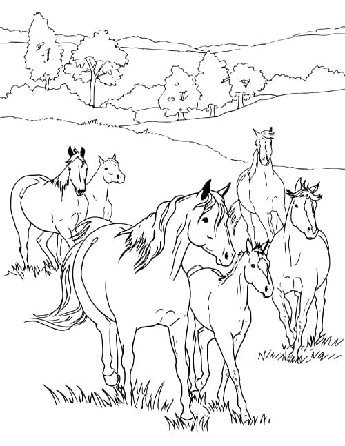 Herd in the Meadow Coloring Page - BreyerHorses.com
