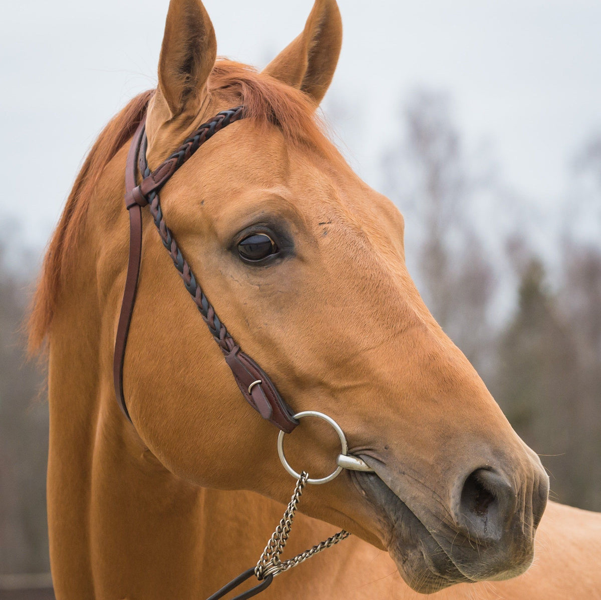 Meet Beresten! — BreyerHorses.com