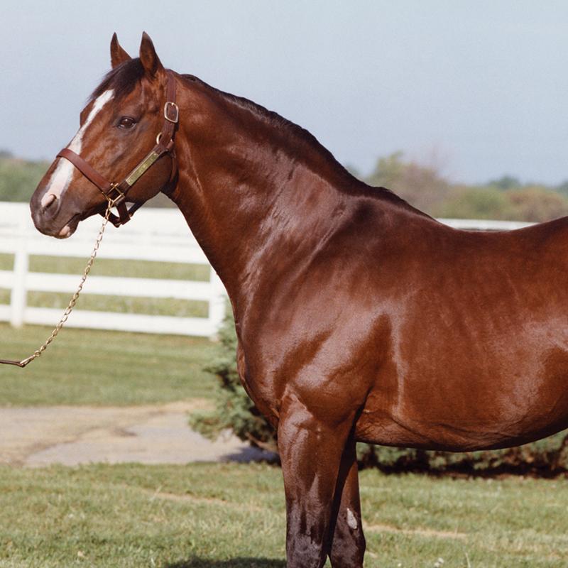 Northern Dancer — BreyerHorses.com