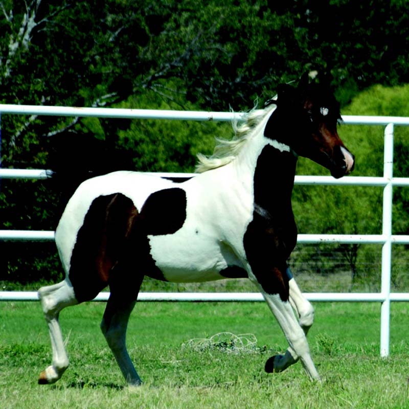 Pinto — BreyerHorses.com