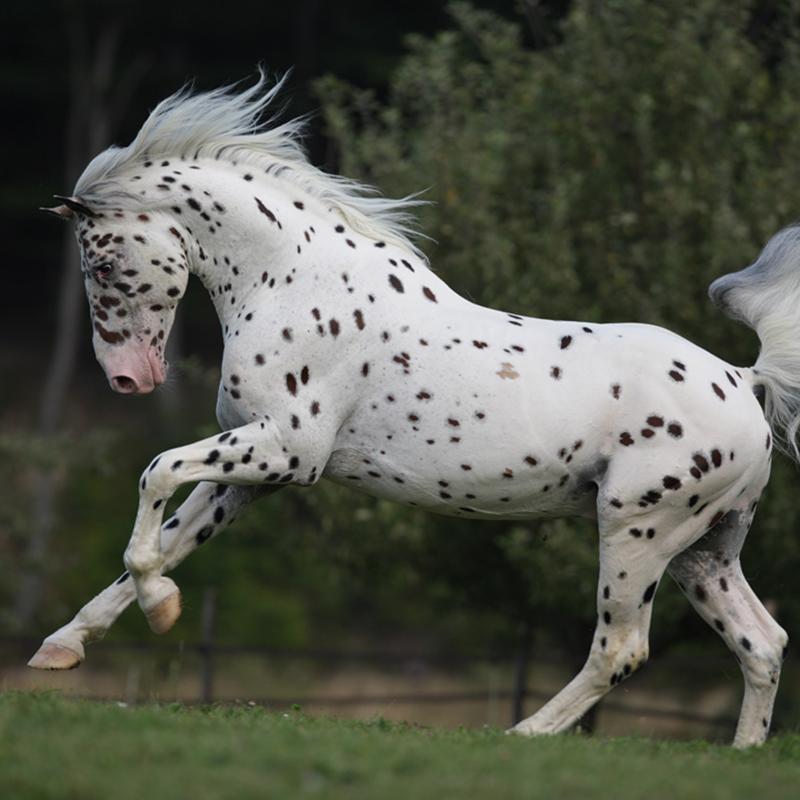 Real Horse Colors and Equine Color Genetics — BreyerHorses.com