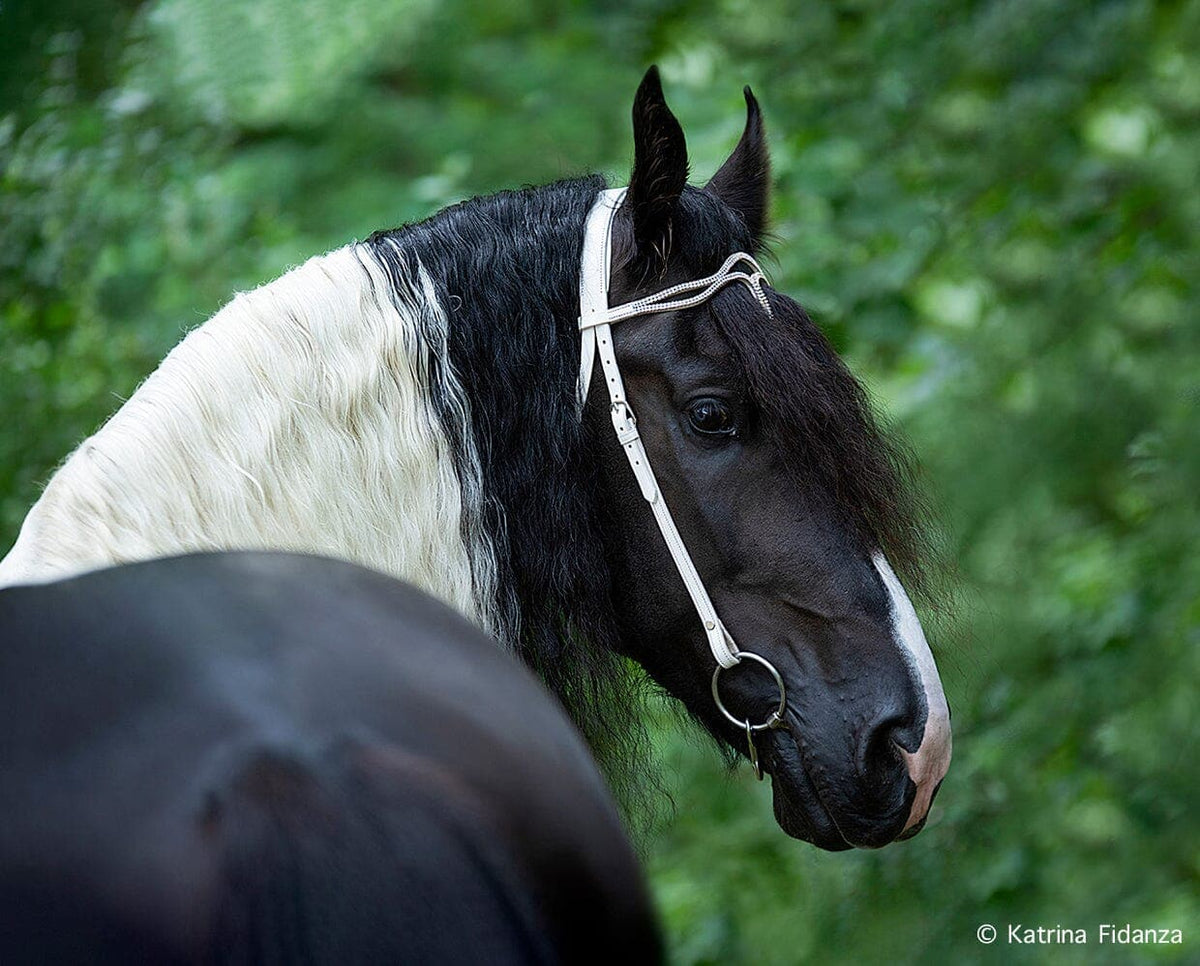 Battlefield Angel HP - BreyerHorses.com