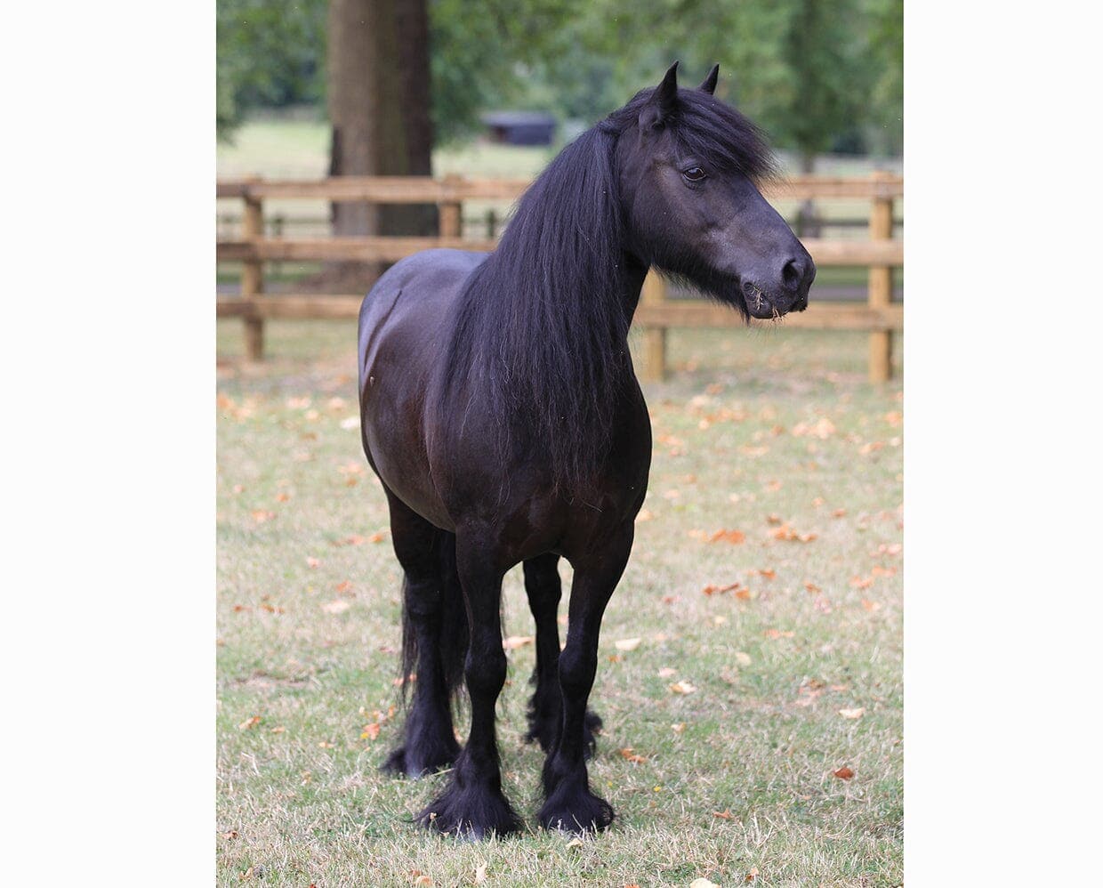 Carltonlima Emma - BreyerHorses.com