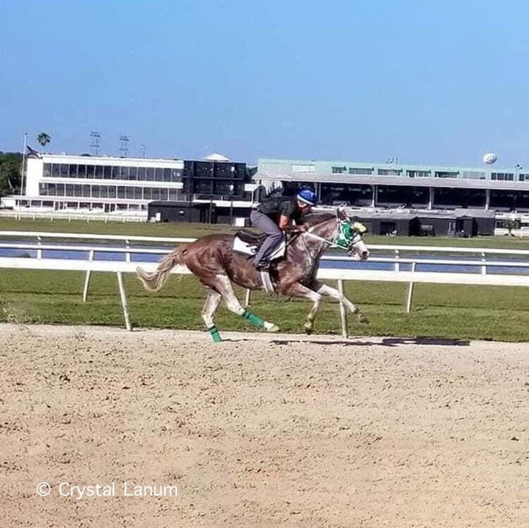 Full Moon Rising - BreyerHorses.com