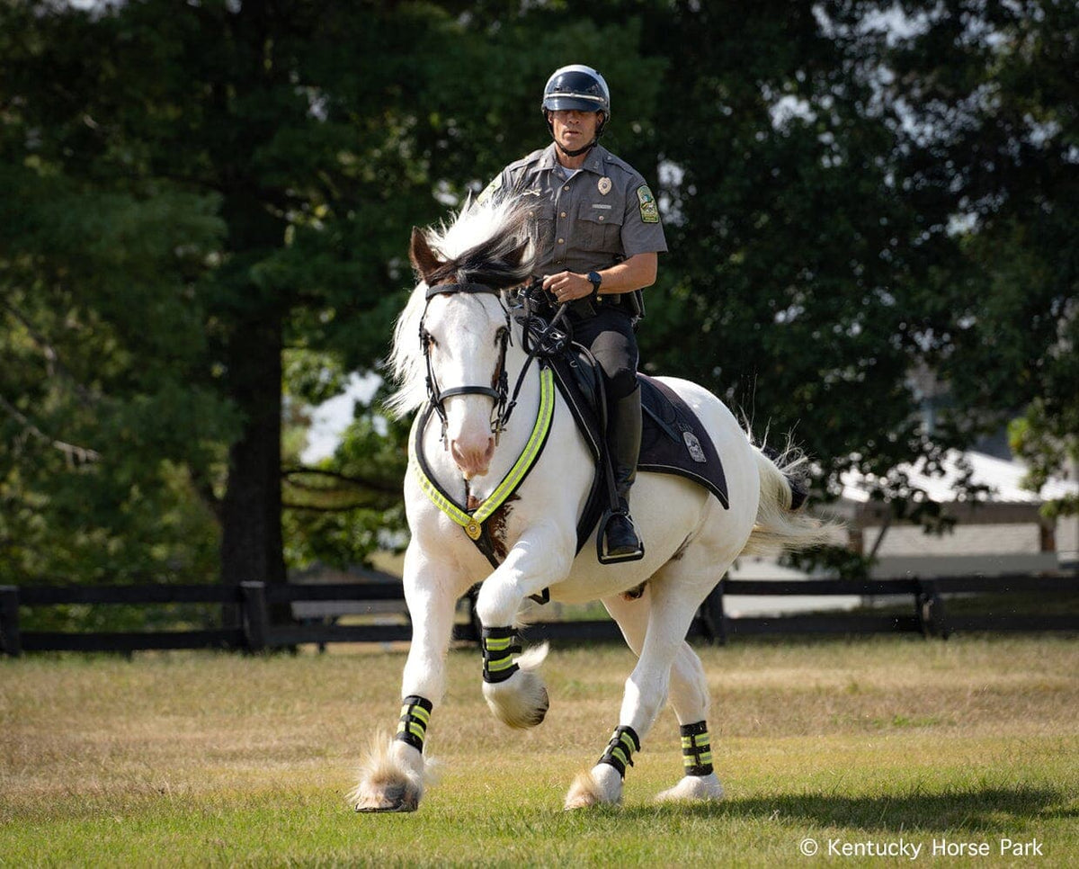 Hytyme Legend - BreyerHorses.com