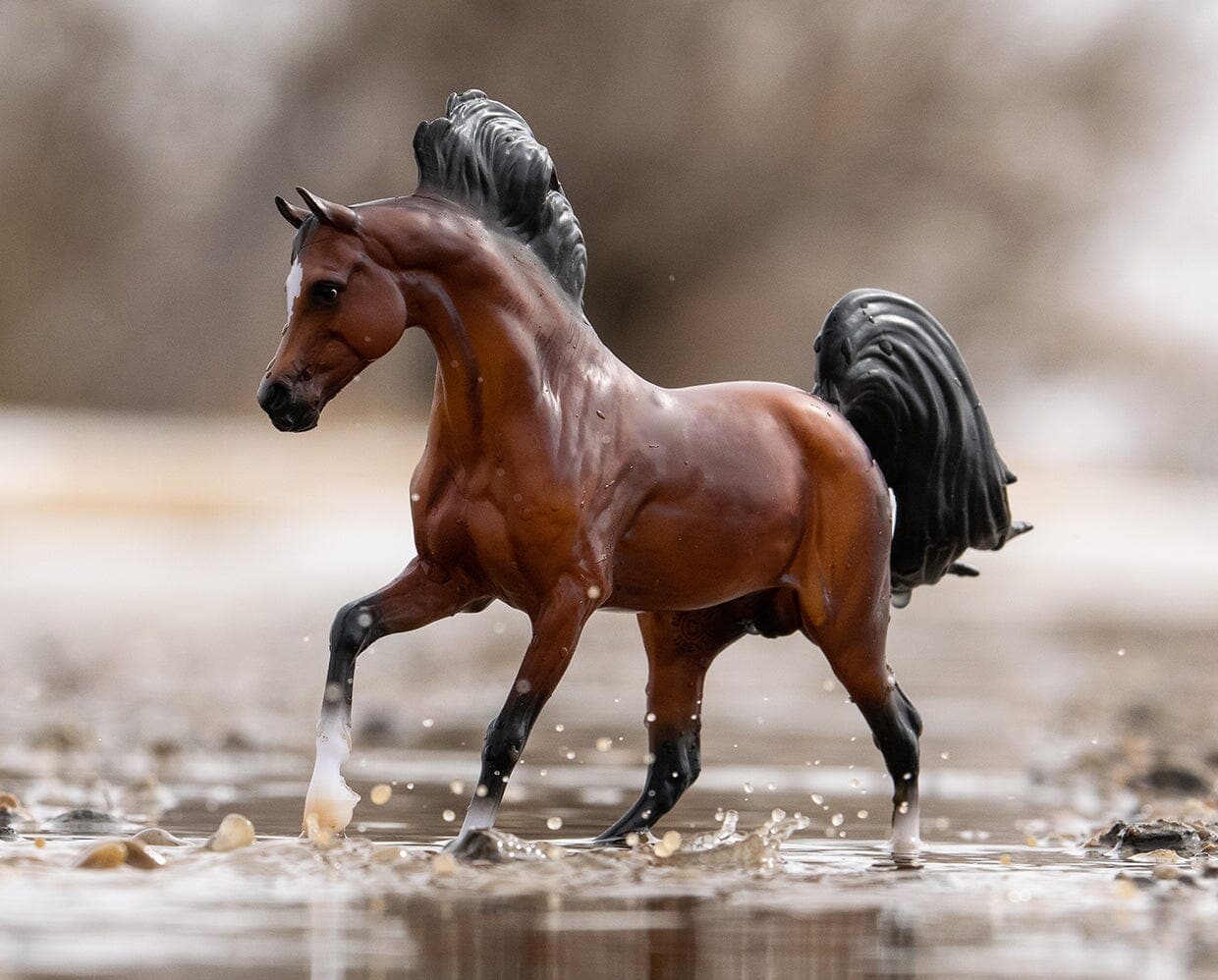 Bay Arabian Stallion