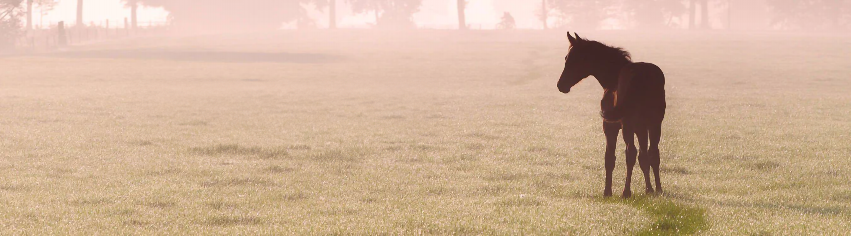 Retired Breyer Models — BreyerHorses.com