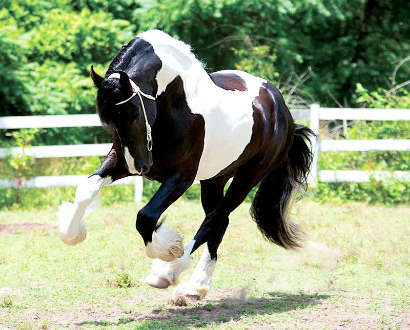 Battlefield Angel HP - BreyerHorses.com
