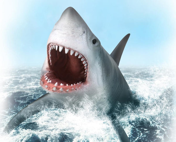 Great White Shark Mouth Open Side View