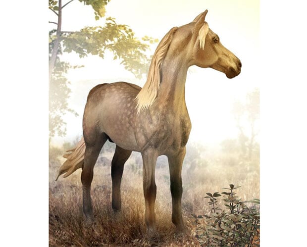 Morgan Stallion - Silver Grulla - BreyerHorses.com